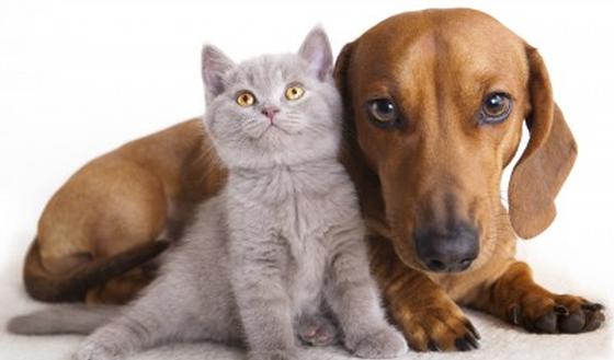 Chien et chat : que voient-ils exactement ? | PassionSanté.be